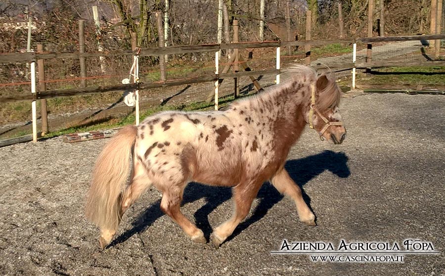 Pony shetland stallone, stazione di monta autorizzata, vendita puledri ...